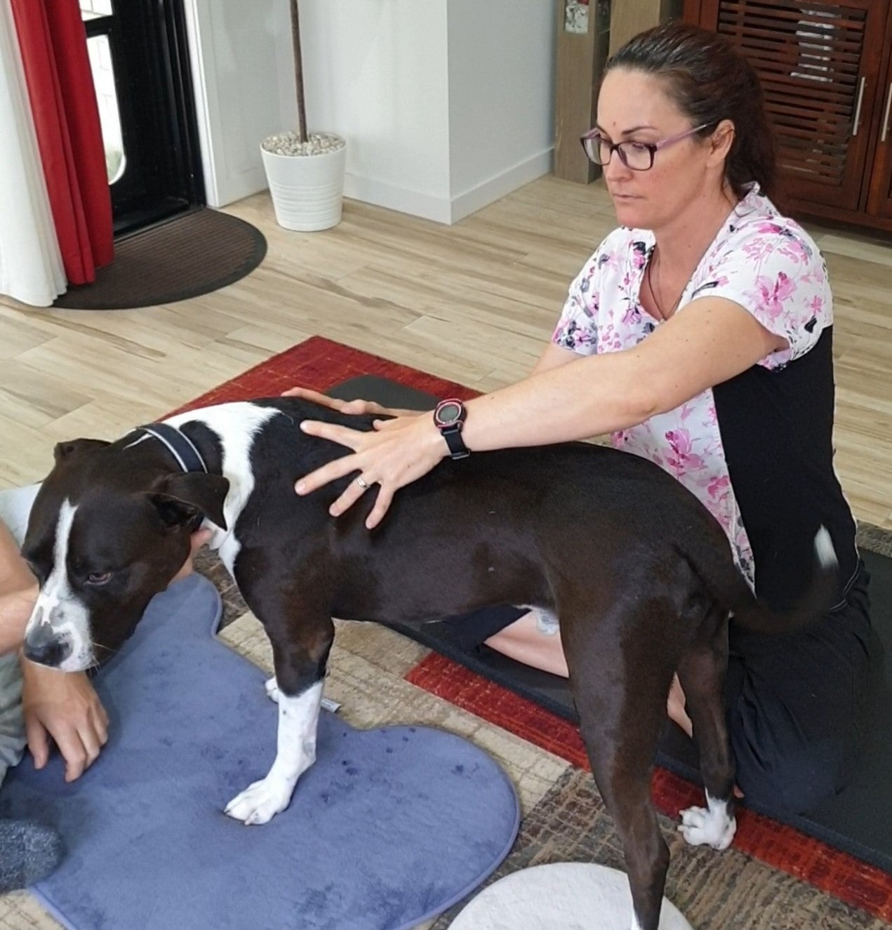 Animal Acupuncture Reiki Massage Dog Essential Oils Sunshine Coast ...